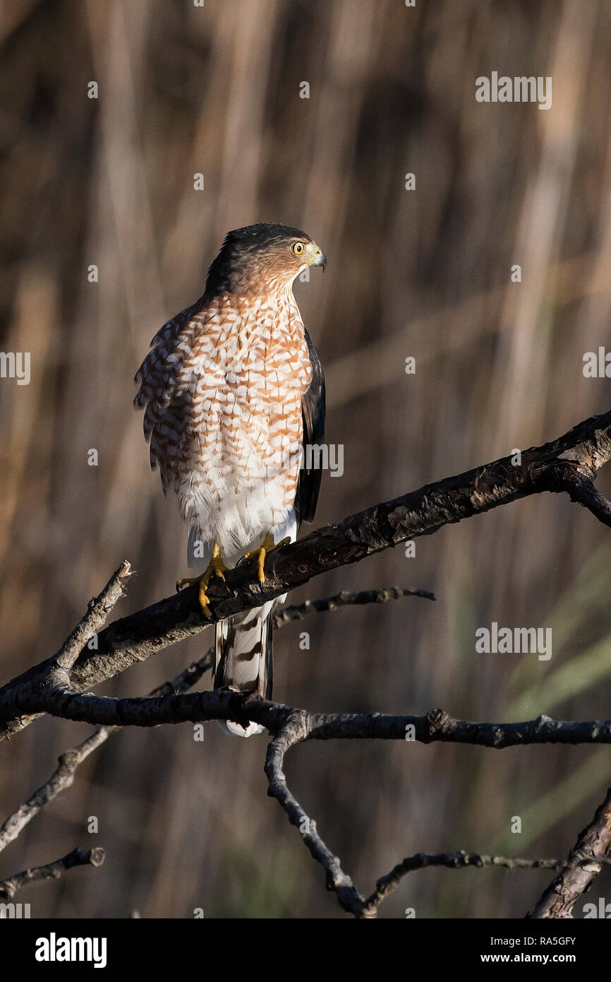 Adult sharp-shinned hawk in woodland area Stock Photo - Alamy