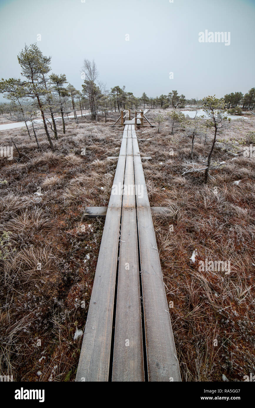 nature trail in swamp in deep snow in winter. overcast day, bog with ...