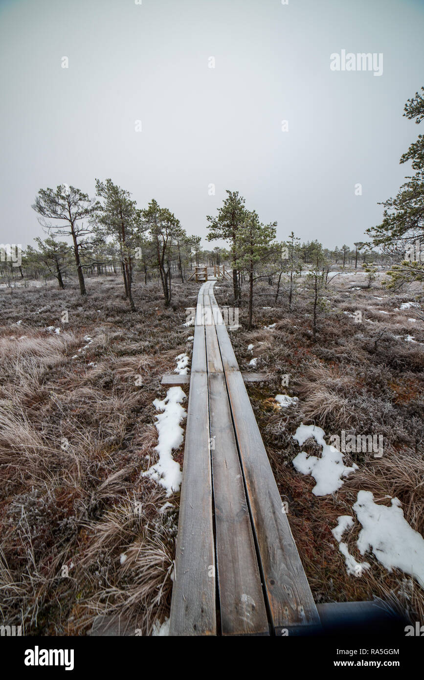 nature trail in swamp in deep snow in winter. overcast day, bog with ...