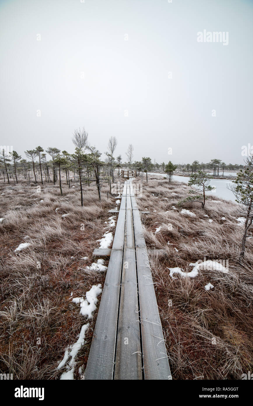 nature trail in swamp in deep snow in winter. overcast day, bog with ...
