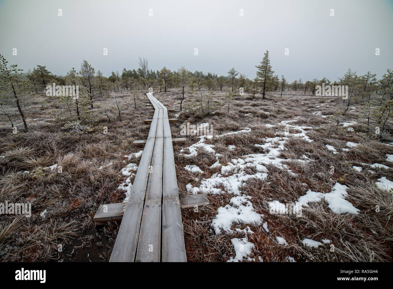 nature trail in swamp in deep snow in winter. overcast day, bog with ...