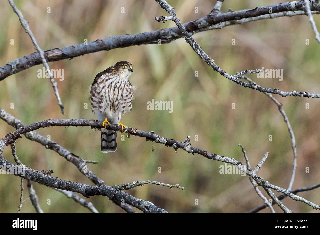 Juvenile sharp-shinned hawk Stock Photo - Alamy