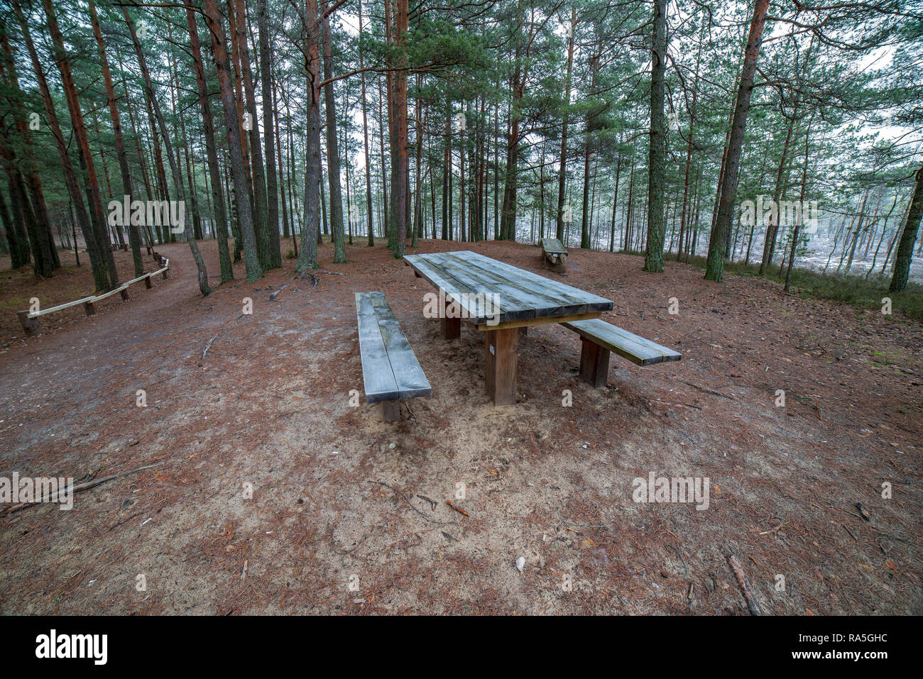 nature trail in swamp in deep snow in winter. overcast day, bog with ...