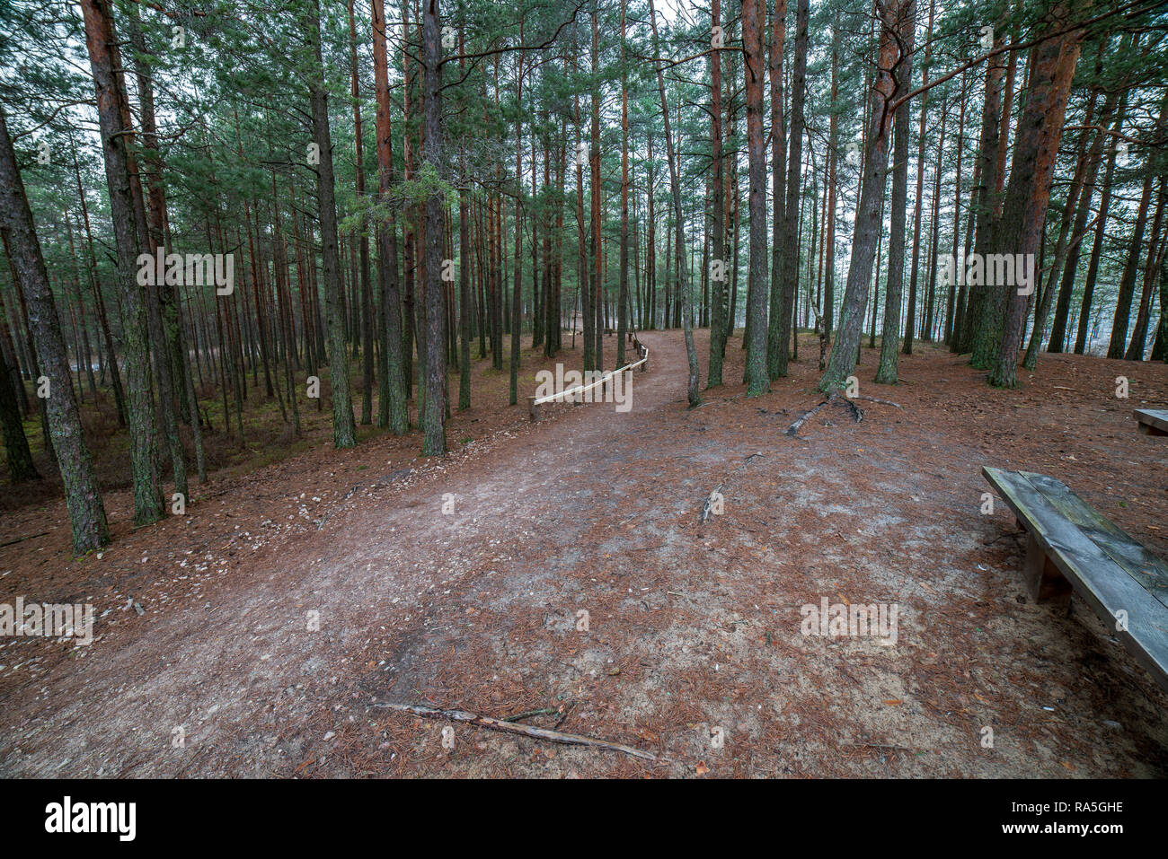 nature trail in swamp in deep snow in winter. overcast day, bog with ...