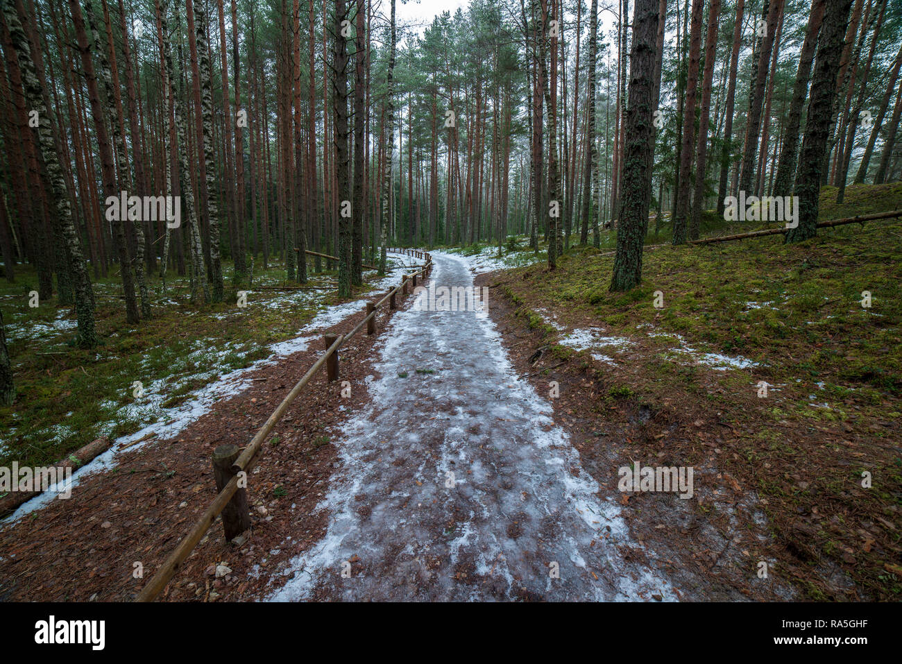 nature trail in swamp in deep snow in winter. overcast day, bog with ...
