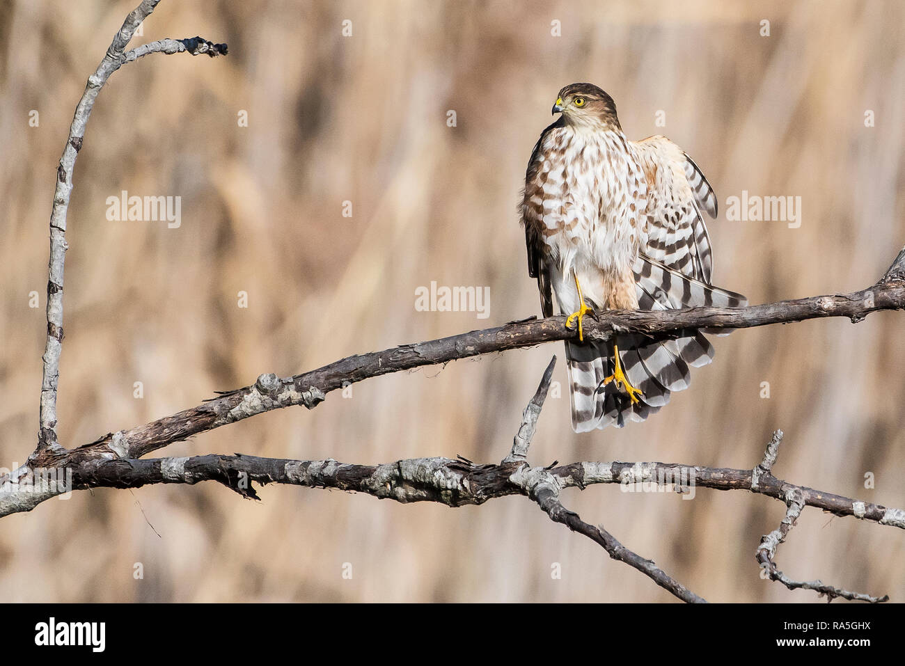 Juvenile sharp-shinned hawk Stock Photo - Alamy