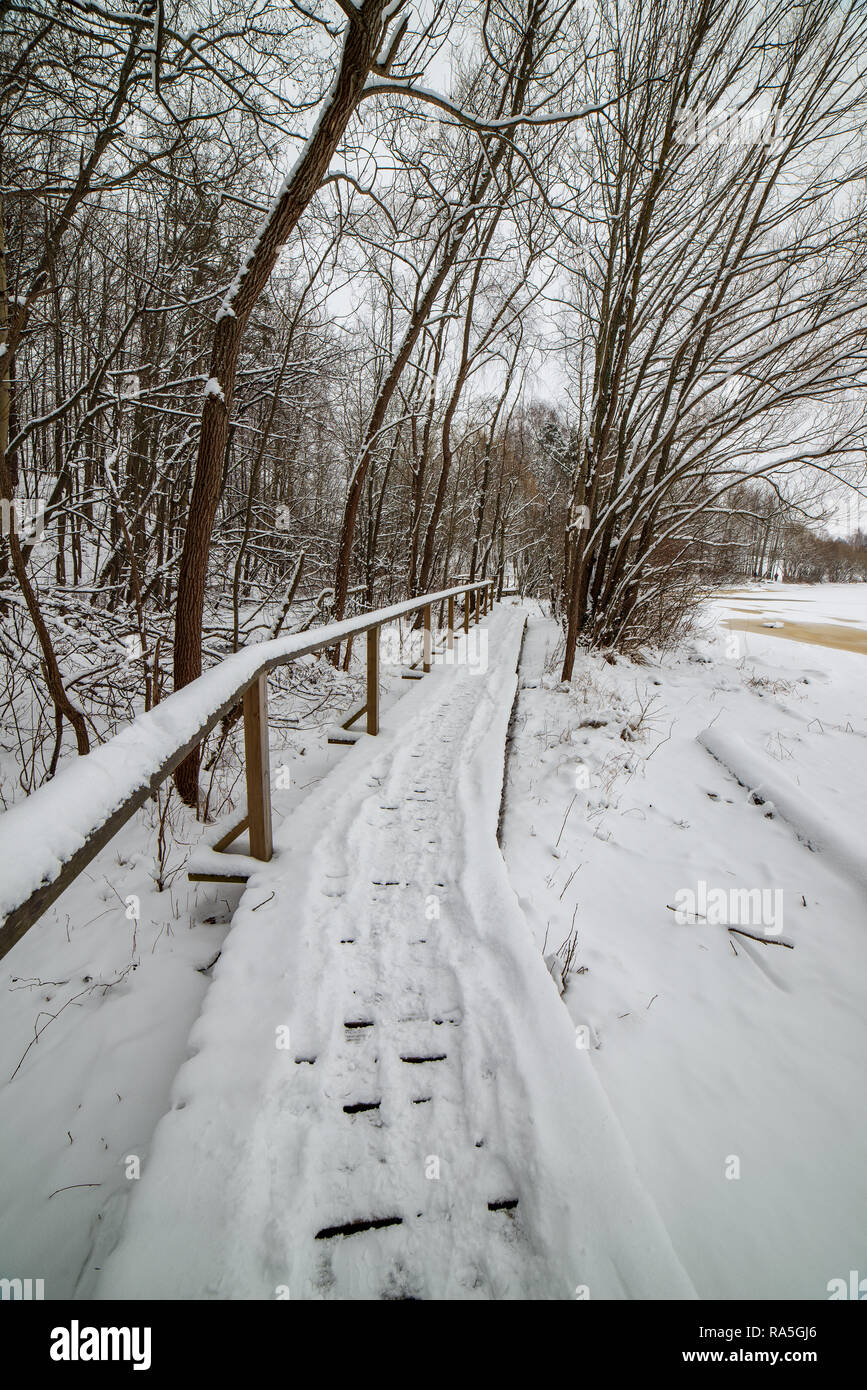 nature trail in swamp in deep snow in winter. overcast day, bog with ...
