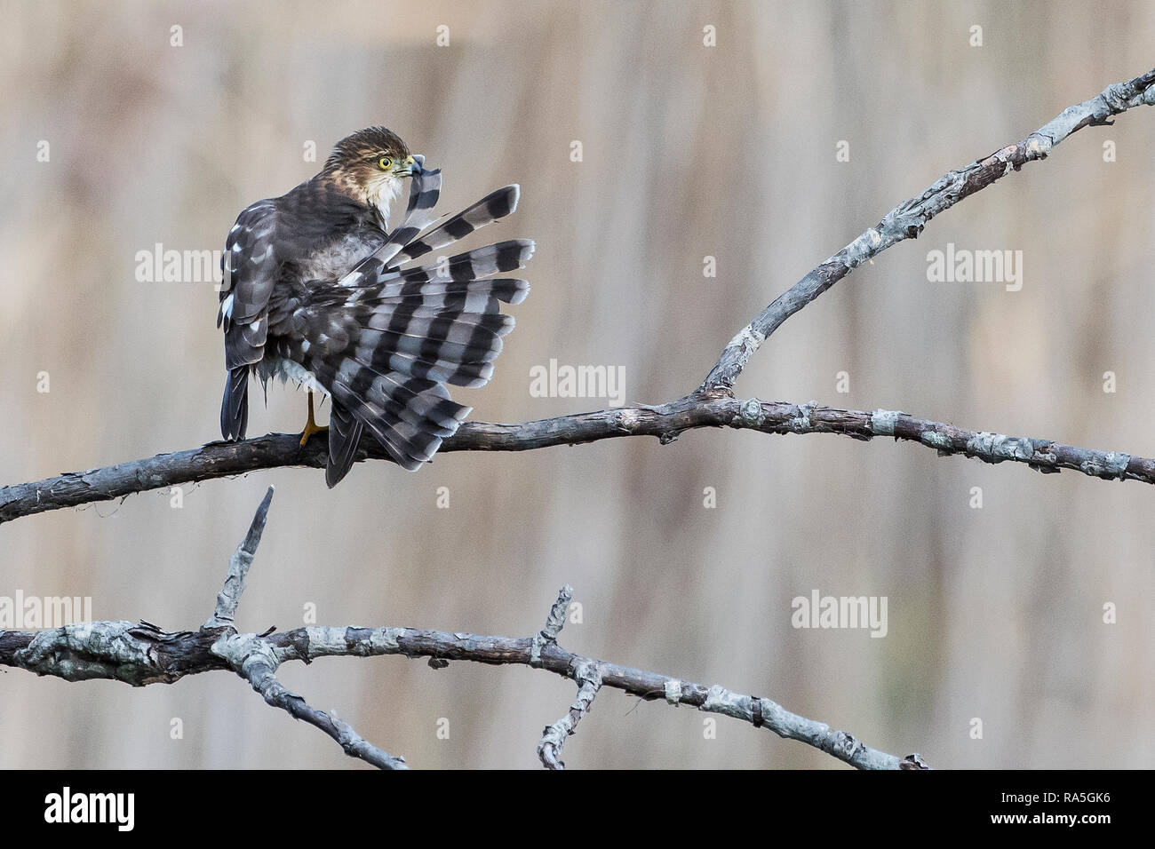Juvenile sharp-shinned hawk Stock Photo - Alamy