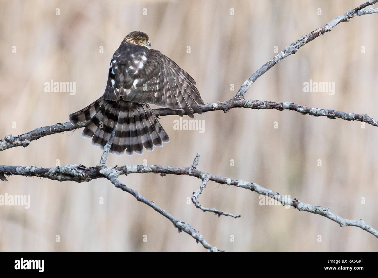 Juvenile sharp shinned hawk hi-res stock photography and images - Alamy