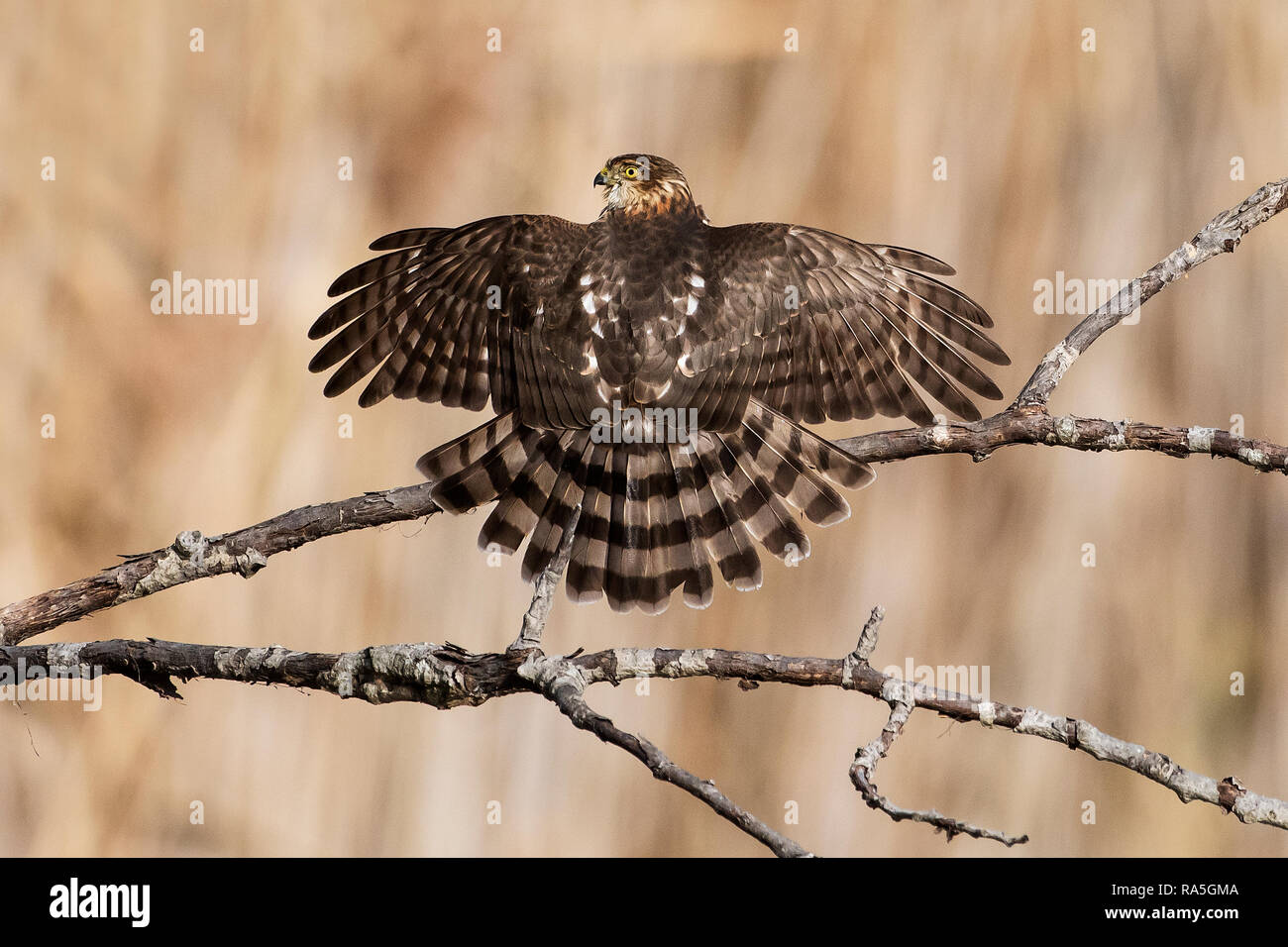 Juvenile sharp shinned hawk hi-res stock photography and images - Alamy