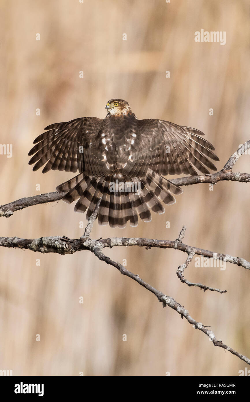 Juvenile sharp-shinned hawk drying wings after bathing Stock Photo - Alamy