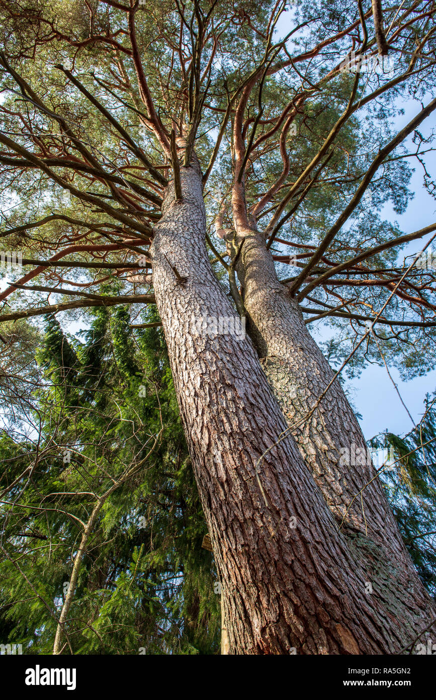 single isolated tree in green meadow field in summer. alone in nature ...
