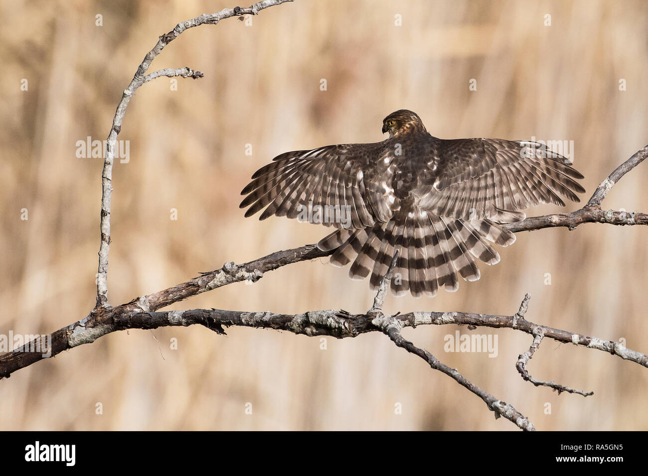 Hawk with wings spread hi-res stock photography and images - Alamy