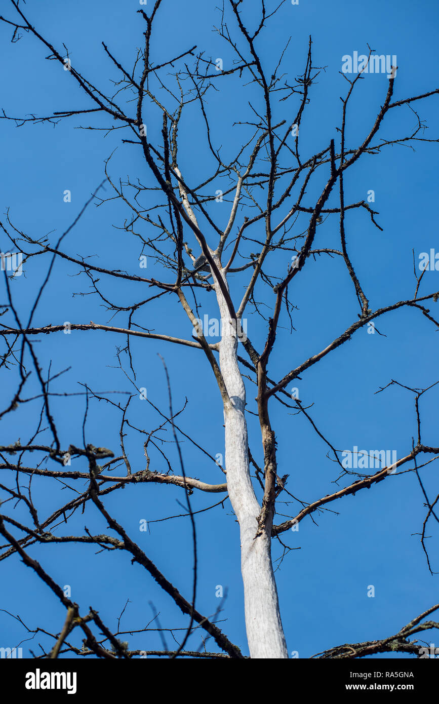 single isolated tree in green meadow field in summer. alone in nature ...