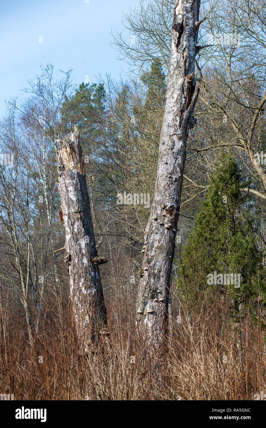 single isolated tree in green meadow field in summer. alone in nature ...