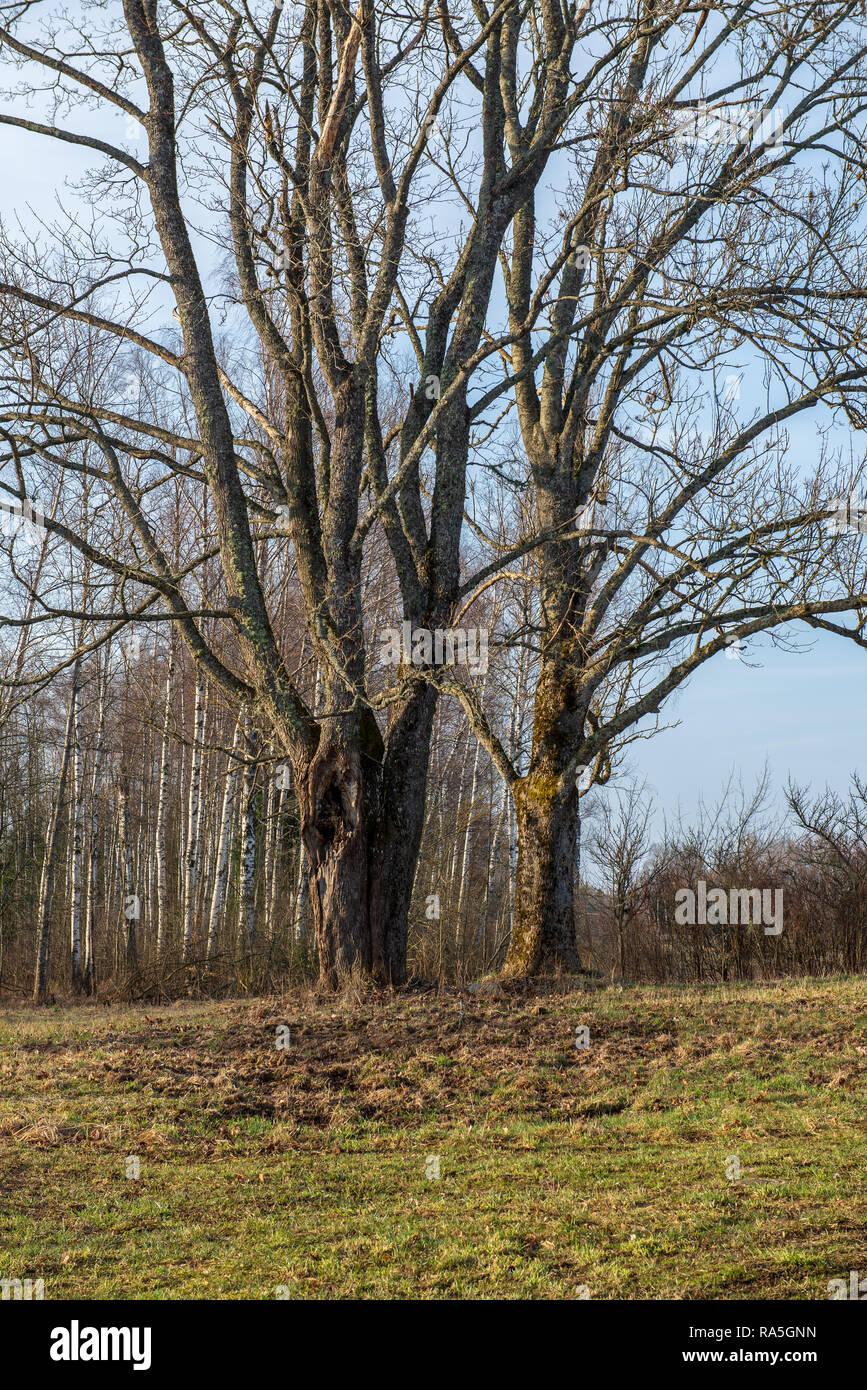single isolated tree in green meadow field in summer. alone in nature ...