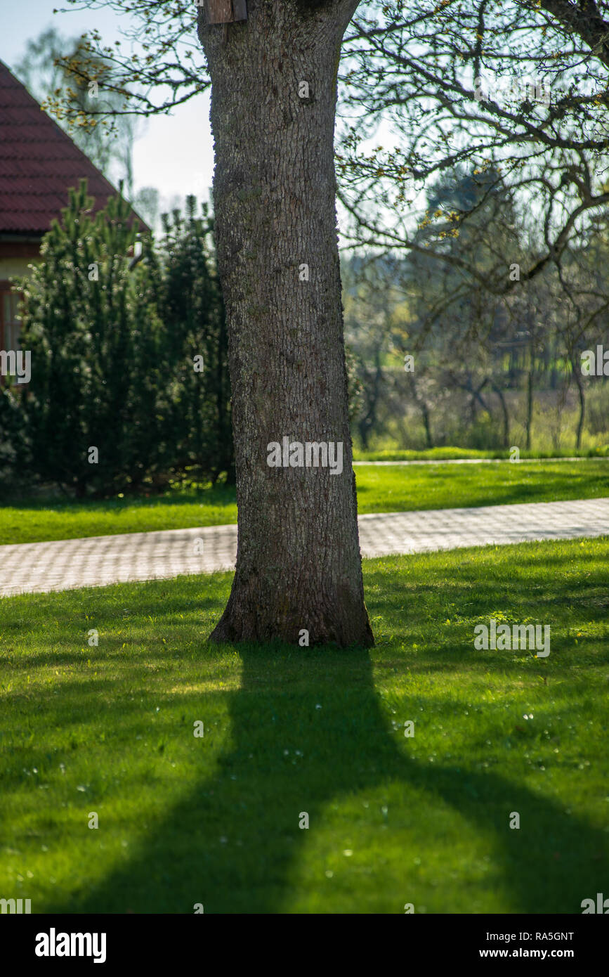 single isolated tree in green meadow field in summer. alone in nature ...