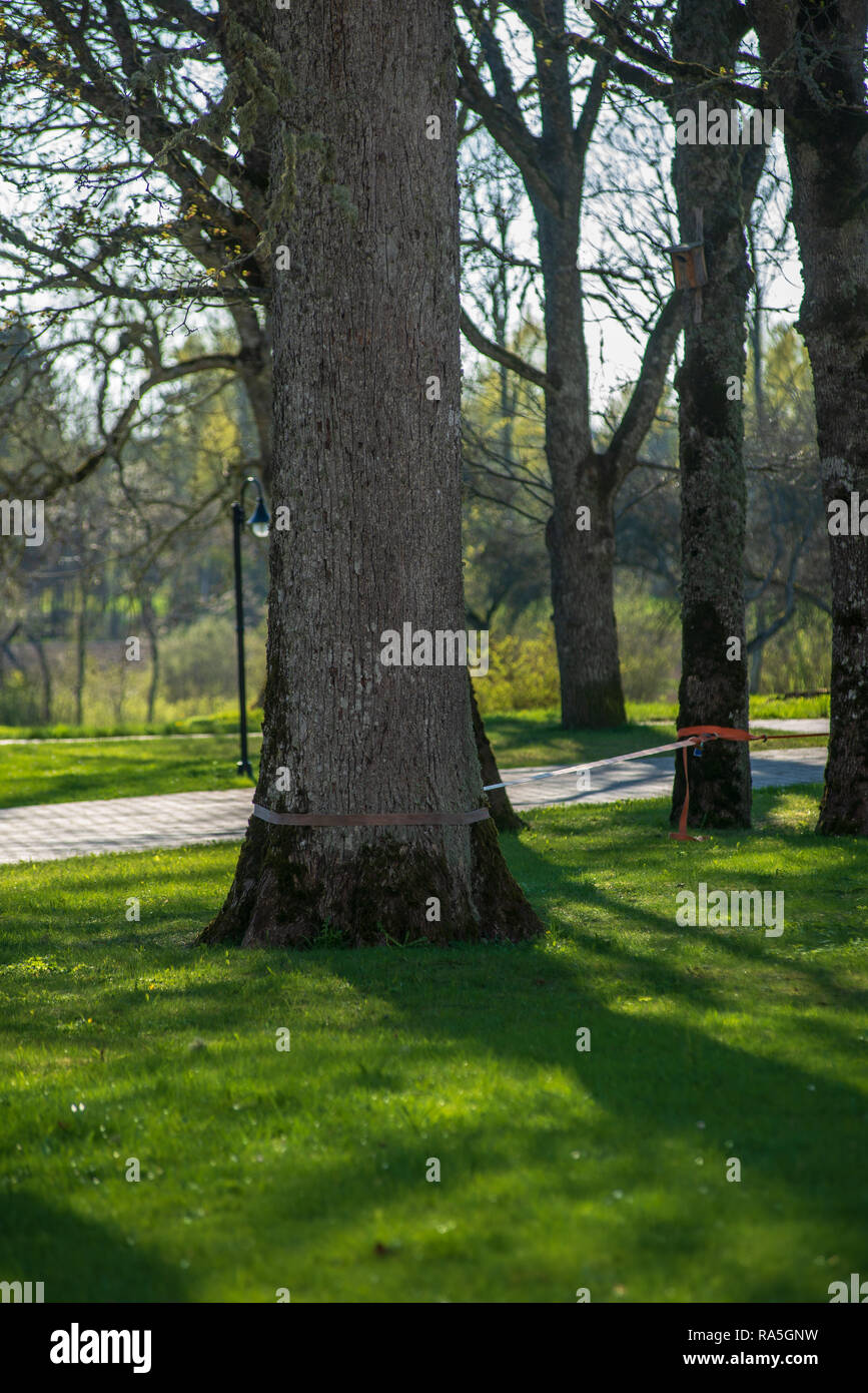 single isolated tree in green meadow field in summer. alone in nature ...