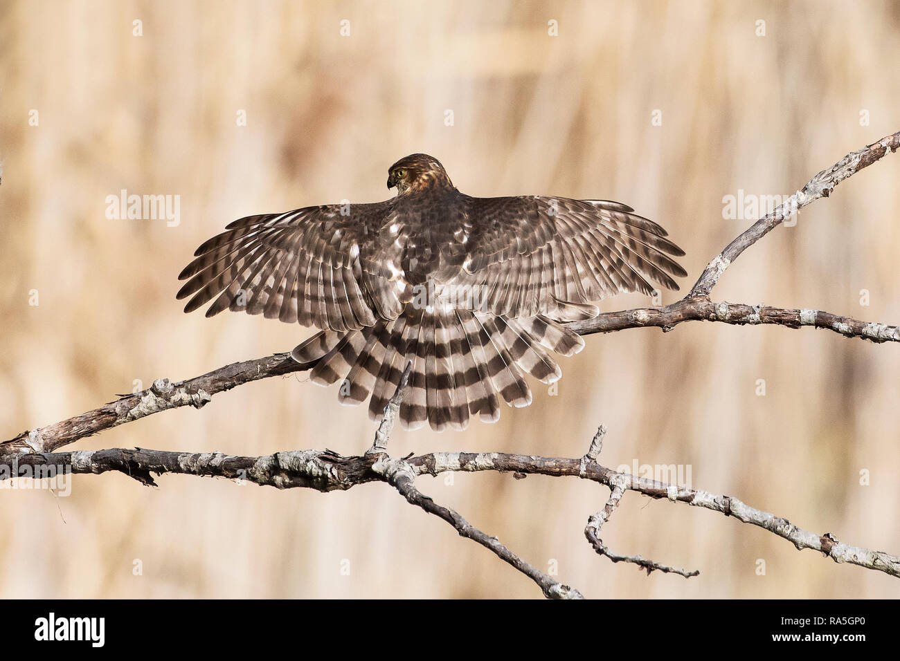 Juvenile sharp-shinned hawk drying wings after bathing Stock Photo - Alamy