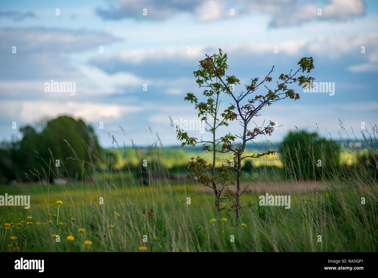 single isolated tree in green meadow field in summer. alone in nature ...