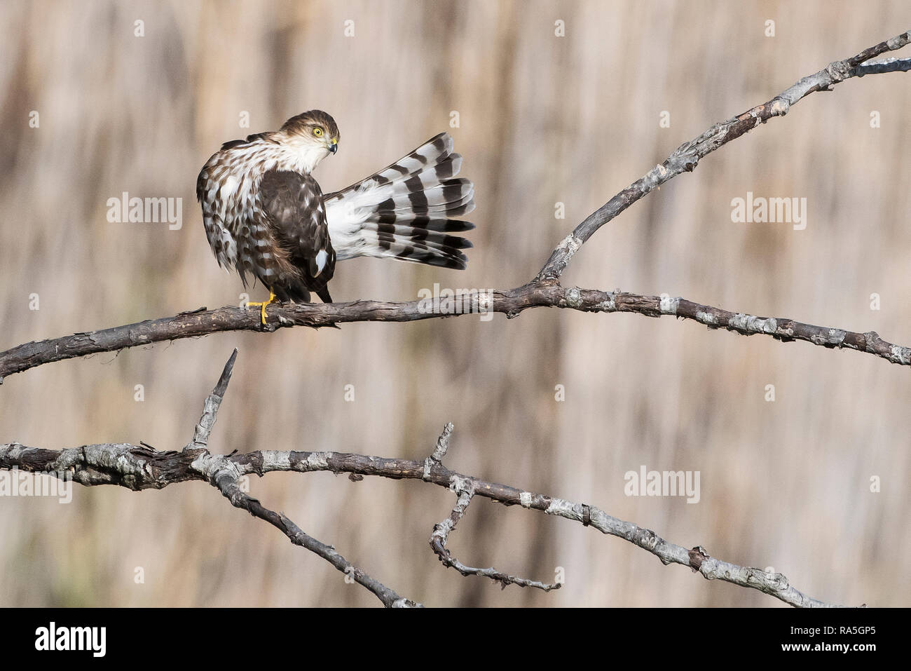 Juvenile sharp-shinned hawk Stock Photo - Alamy