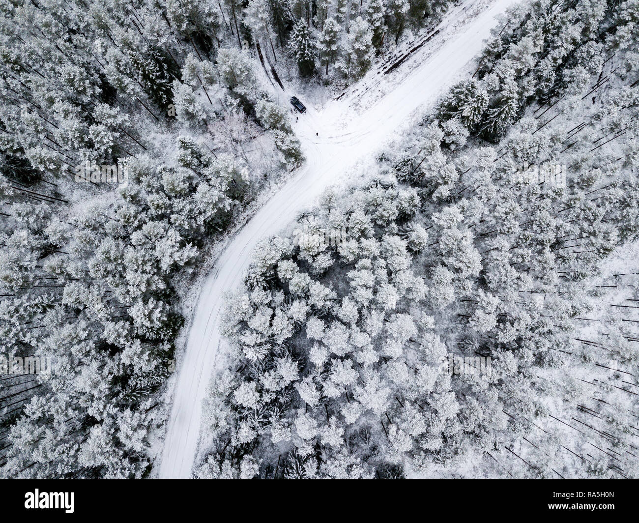 drone image. aerial view of forest area in winter with snowy trees ...