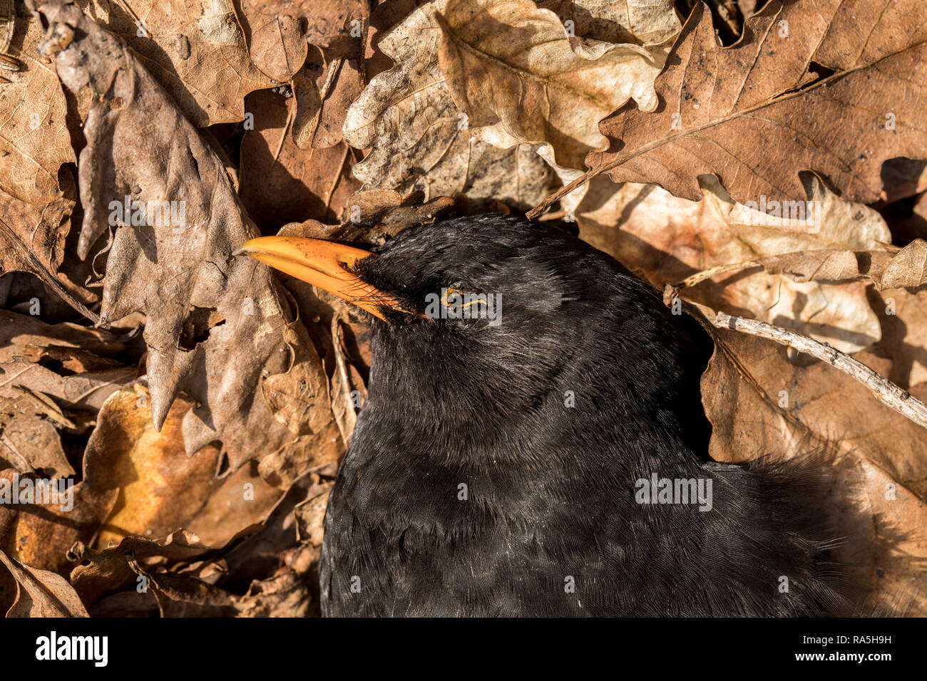 Dead bird in dead oak leaves. Blackbird, Turdus merula, lying in brown ...