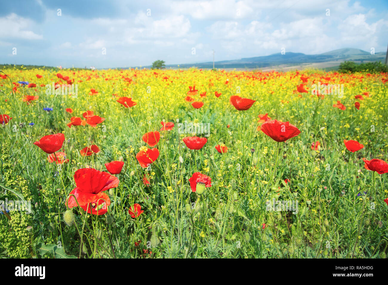 Blossom poppy flower field hi-res stock photography and images - Alamy