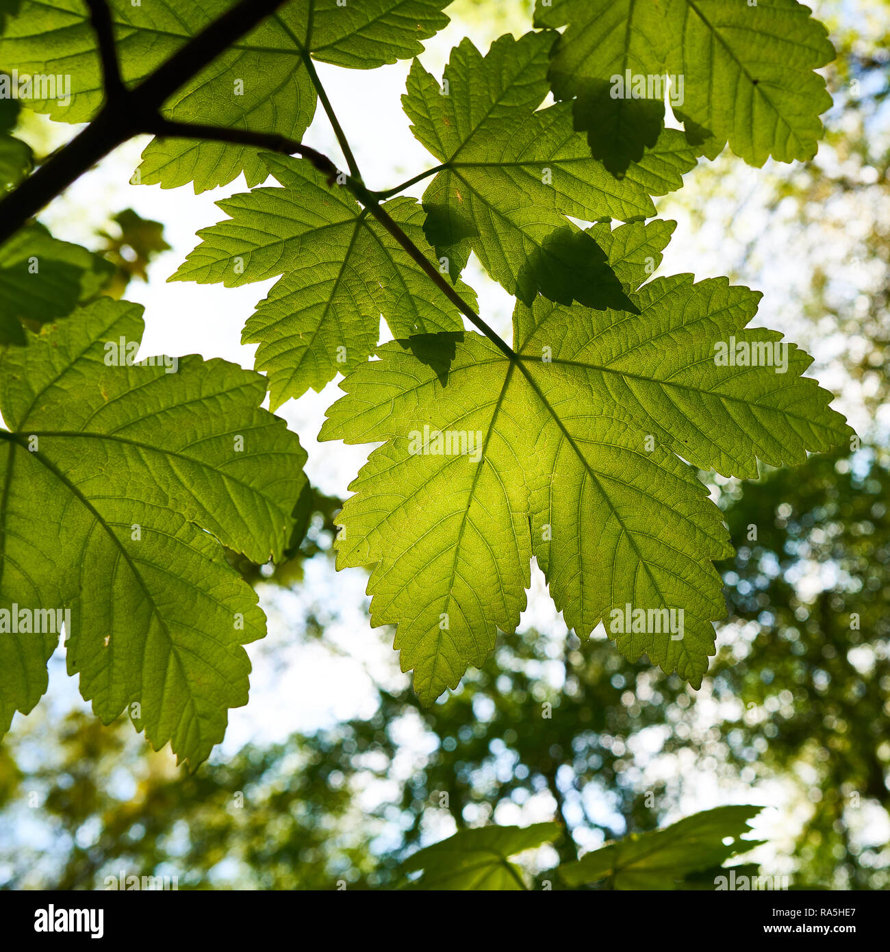 Leaf of a maple in the summer Stock Photo - Alamy
