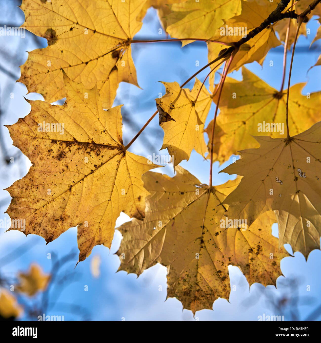Autumn coloration hi-res stock photography and images - Alamy
