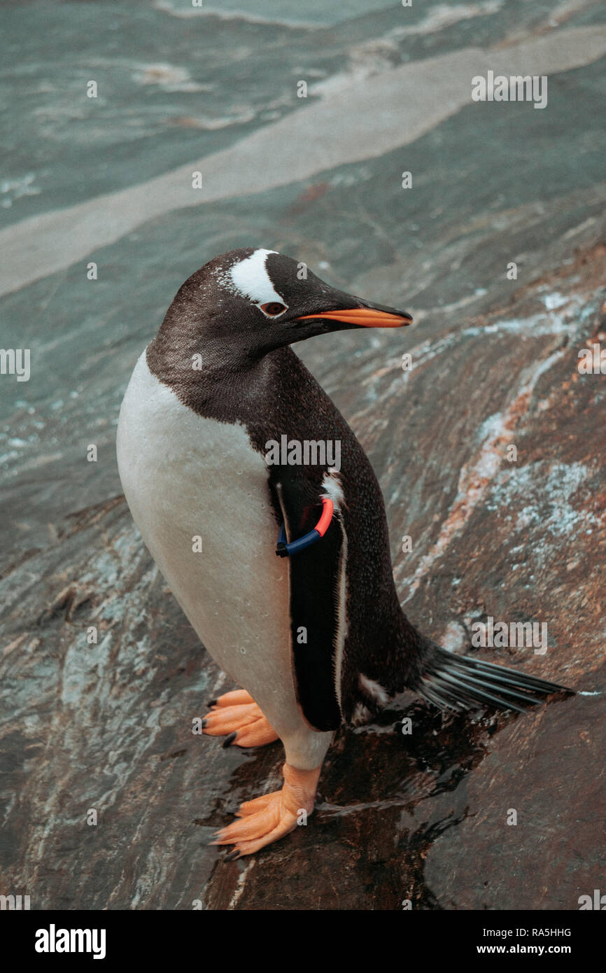 Female penguin hi-res stock photography and images - Alamy