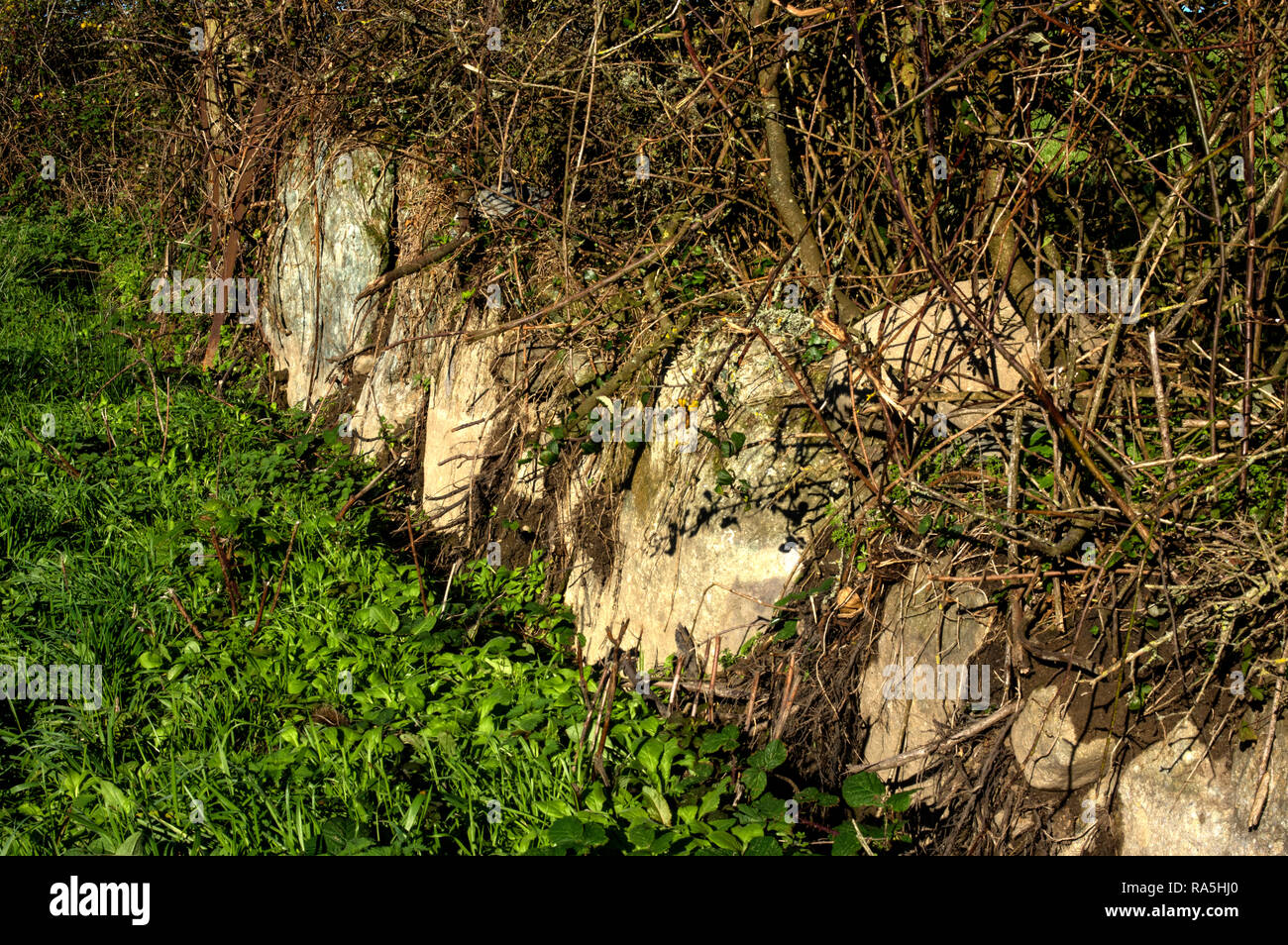 Ancient hedgerow ditch hi-res stock photography and images - Alamy