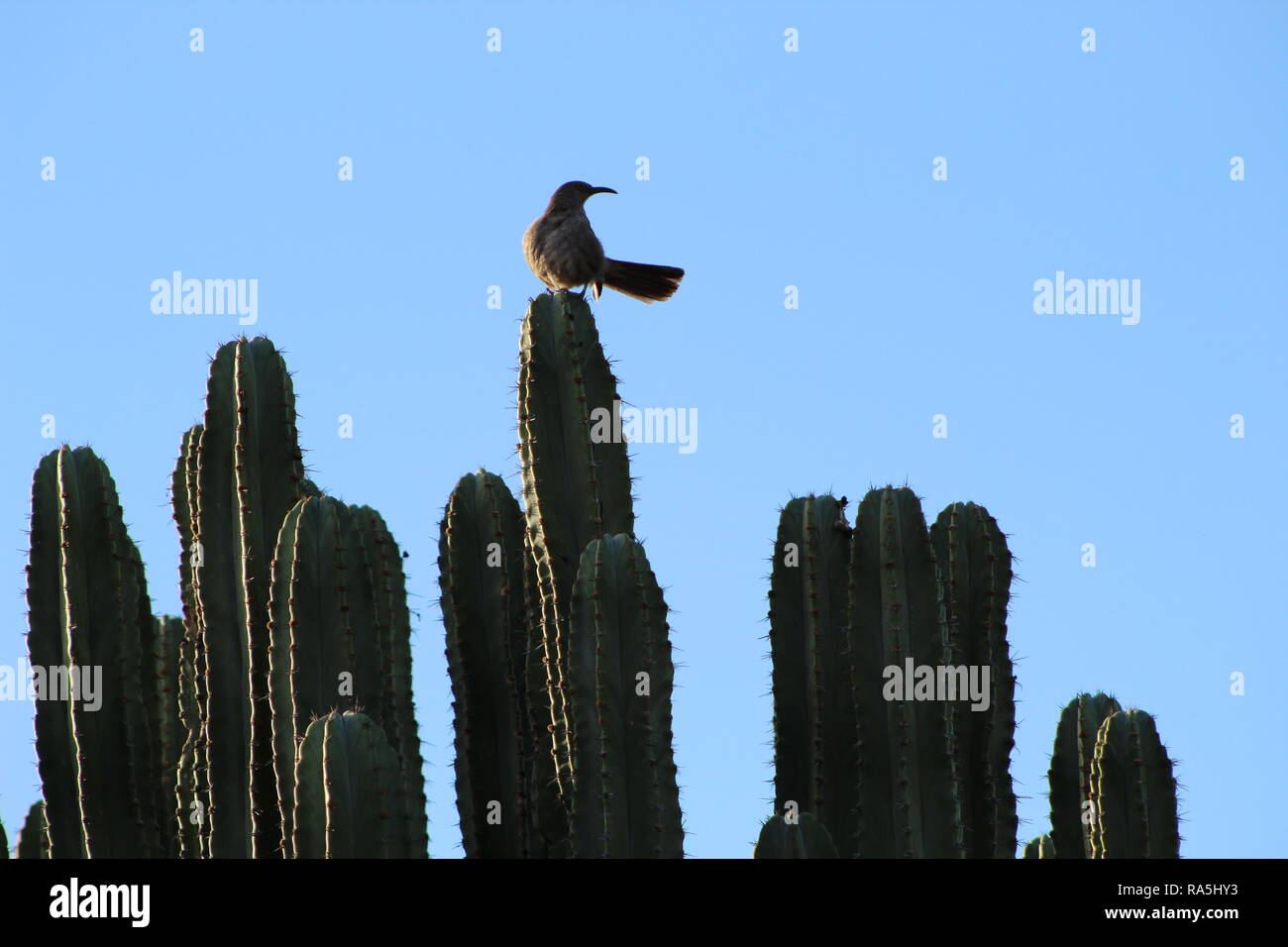 Bird on a cactus Stock Photo - Alamy