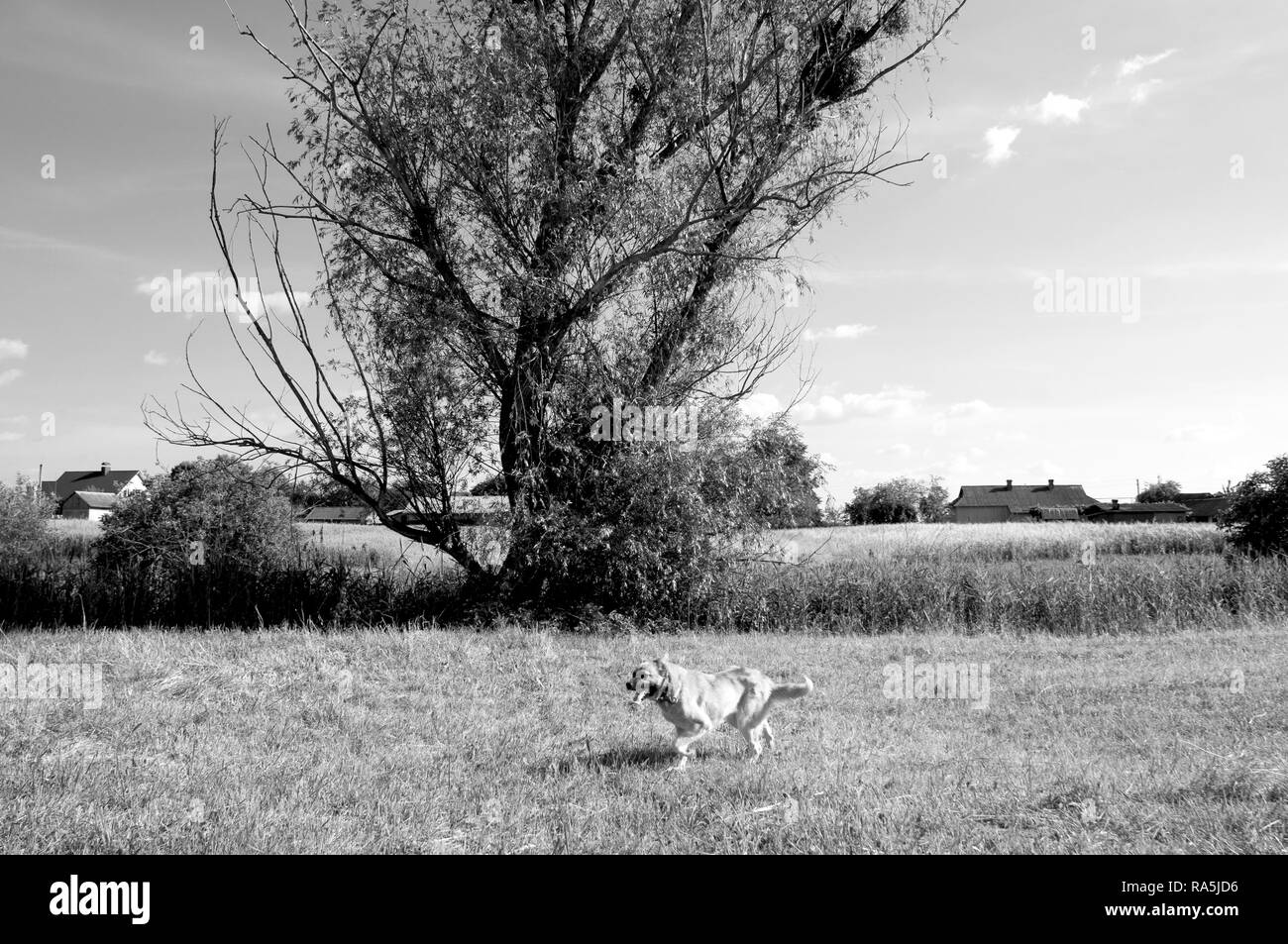 Ukraine animals dog hi-res stock photography and images - Alamy