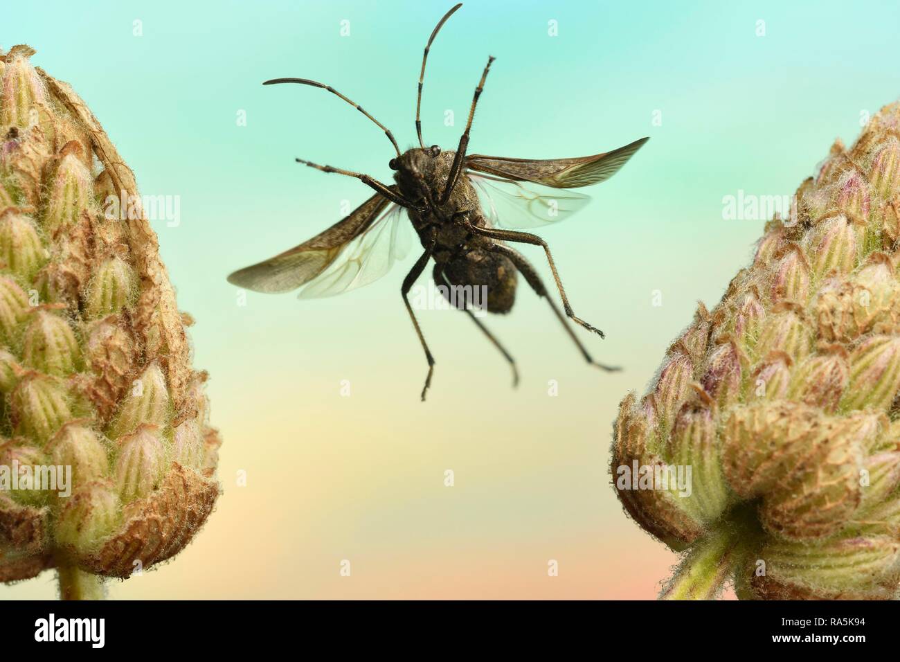 Bottle-feeler bug (Alydus calcaratus) in flight on withered crested ...