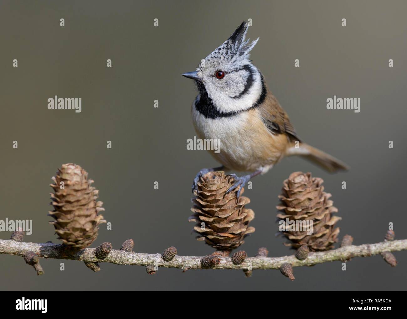 Crested tit (Lophophanes cristatus), sits on cone of Larch, branch ...