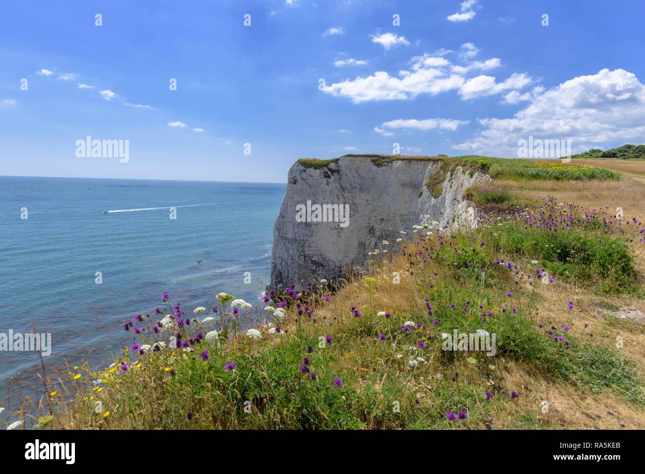 Cliff coast at Old Harrys Rocks, Studland, England, Great Britain Stock ...