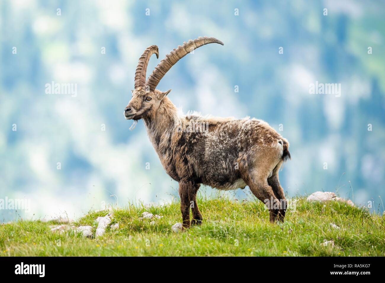 Alpine Ibex (Capra ibex), change of coat, Berchtesgadener Alps ...