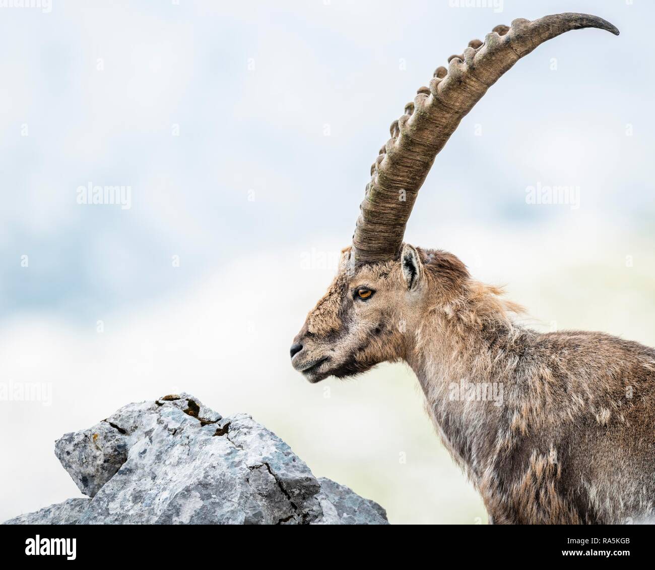 Alpine Ibex (Capra ibex), change of coat, Berchtesgadener Alps ...