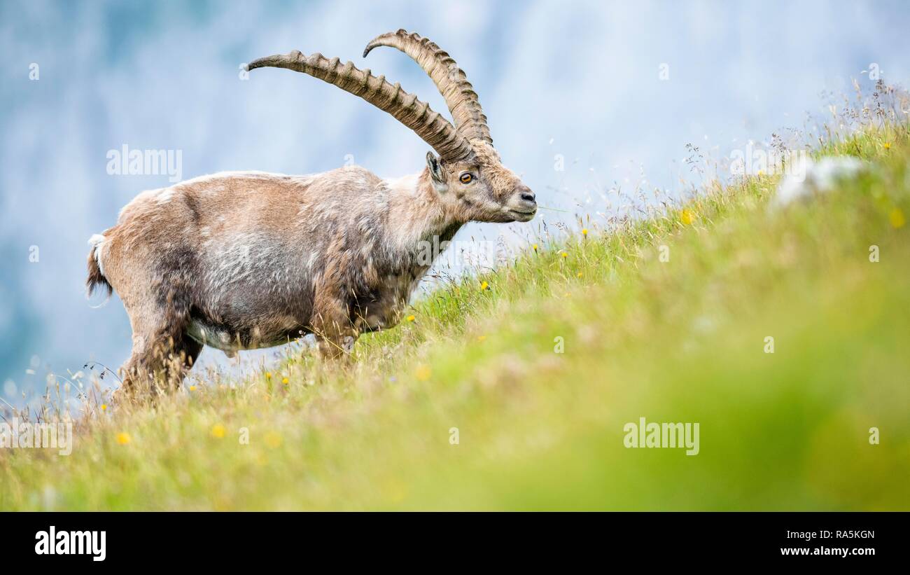 Alpine Ibex (Capra ibex), change of coat, Berchtesgadener Alps ...