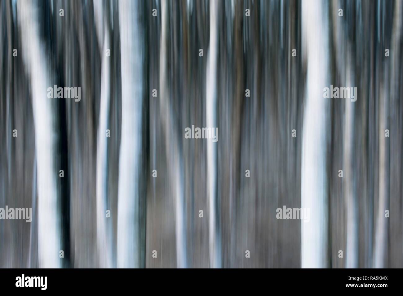 Birch trunks (Betula pubescens), blur effect, Emsland, Lower Saxony ...