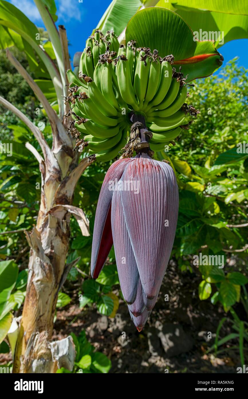 Banana (Musa ensete), perennial with fruits and flowers, Maupiti ...