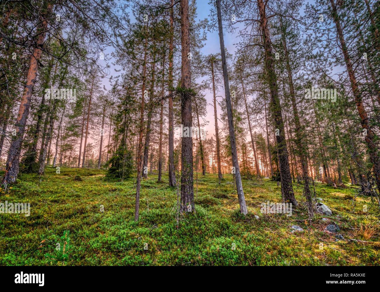 Lappi people hi-res stock photography and images - Alamy