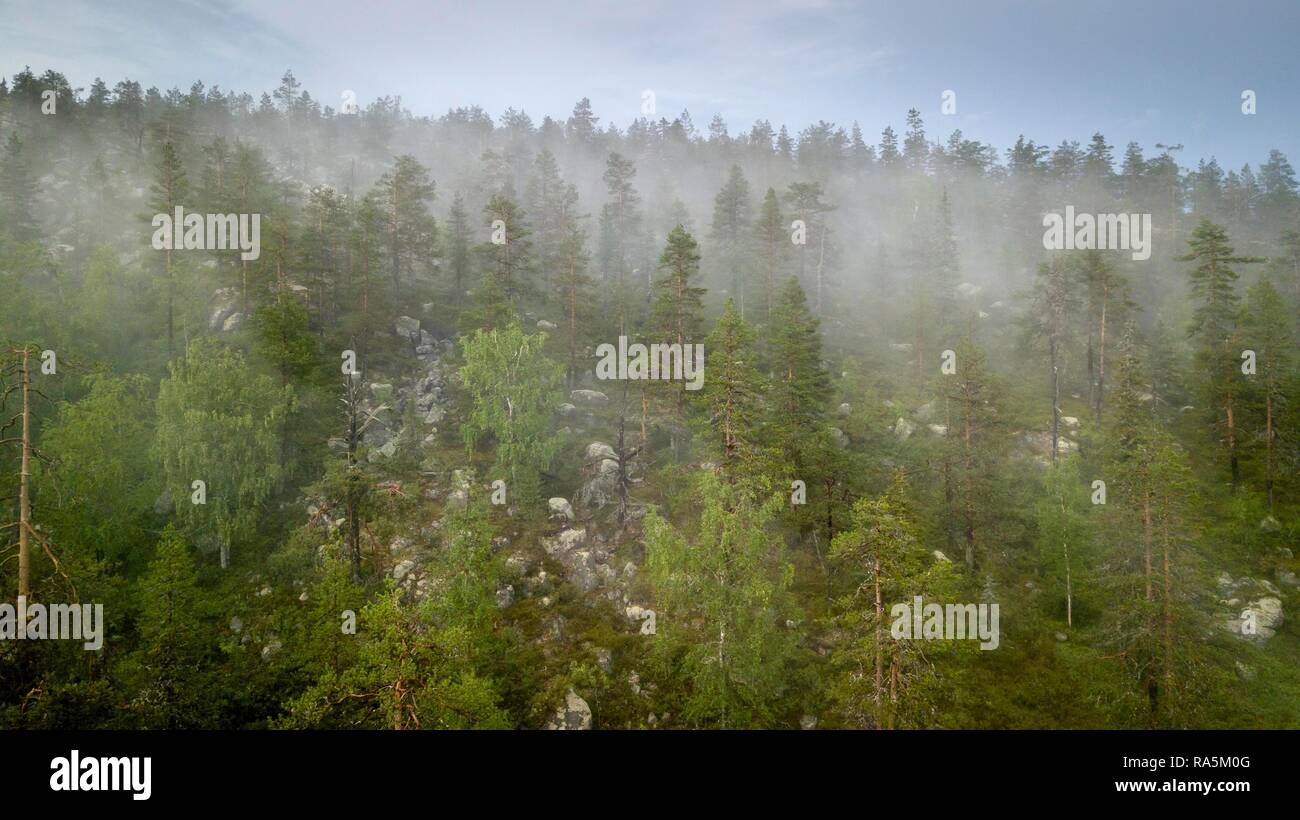 Drone shot, fog in boreal, arctic forest, conifers, deciduous trees ...