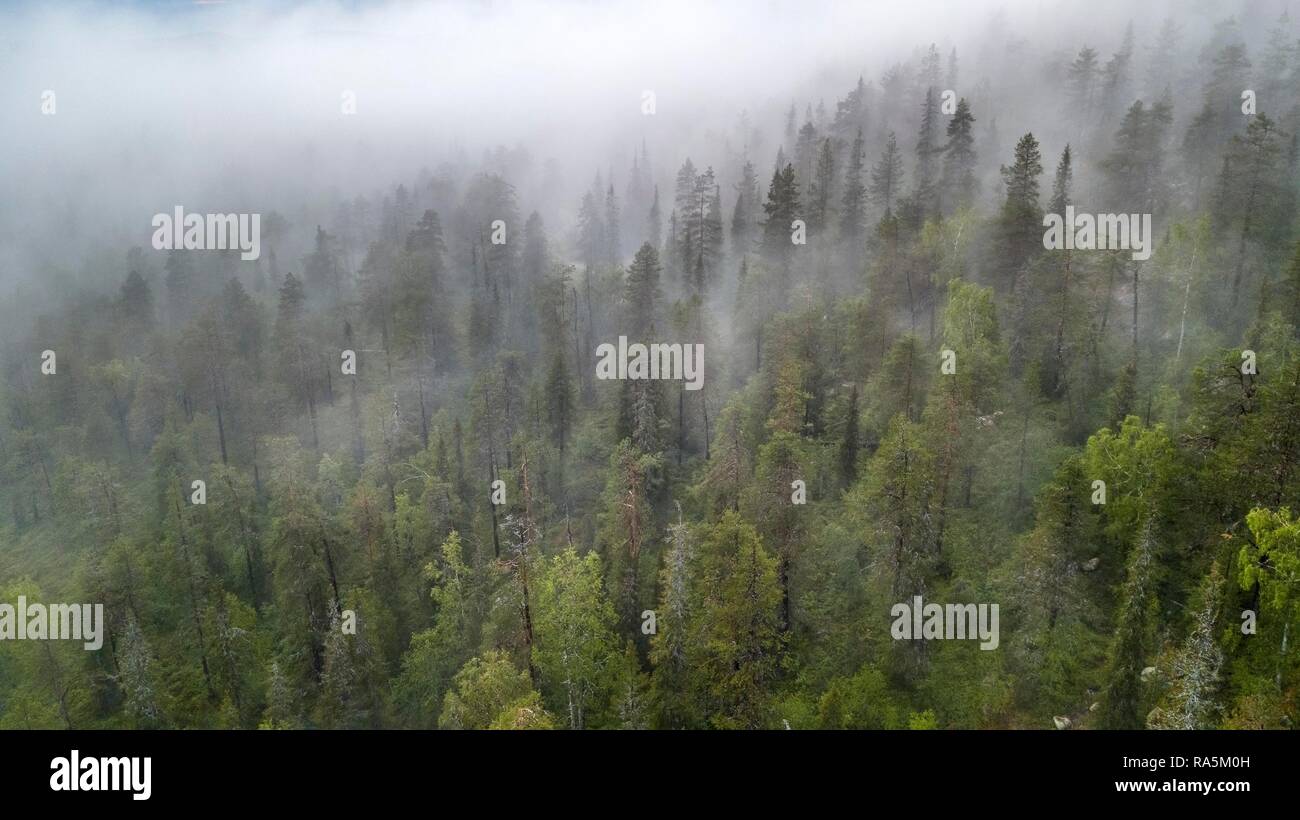Drone shot, fog in boreal, arctic forest, conifers, deciduous trees ...