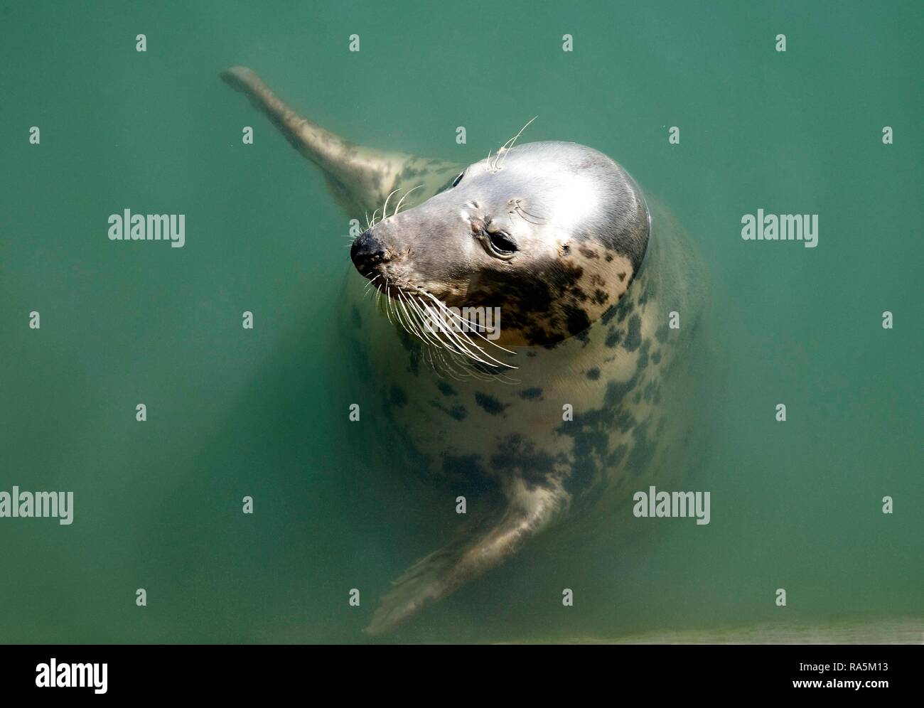 Howth harbor wildlife hi-res stock photography and images - Alamy