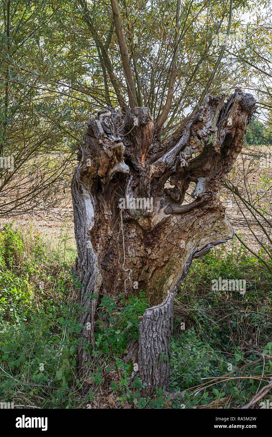 Rotten tree trunk of a White willow (Salix alba), Mecklenburg-Western ...