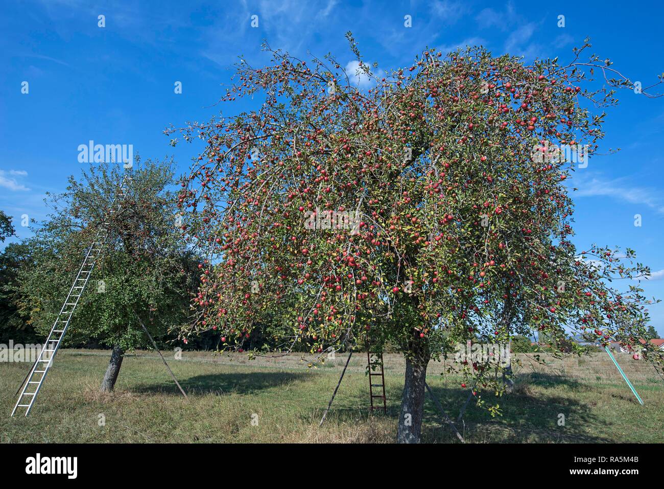 Tree ladders hi-res stock photography and images - Alamy