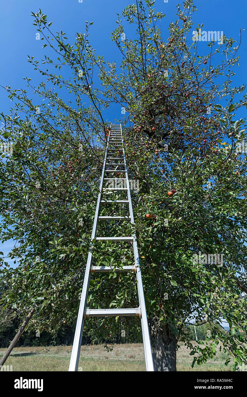 Apple harvest ladder hi-res stock photography and images - Alamy