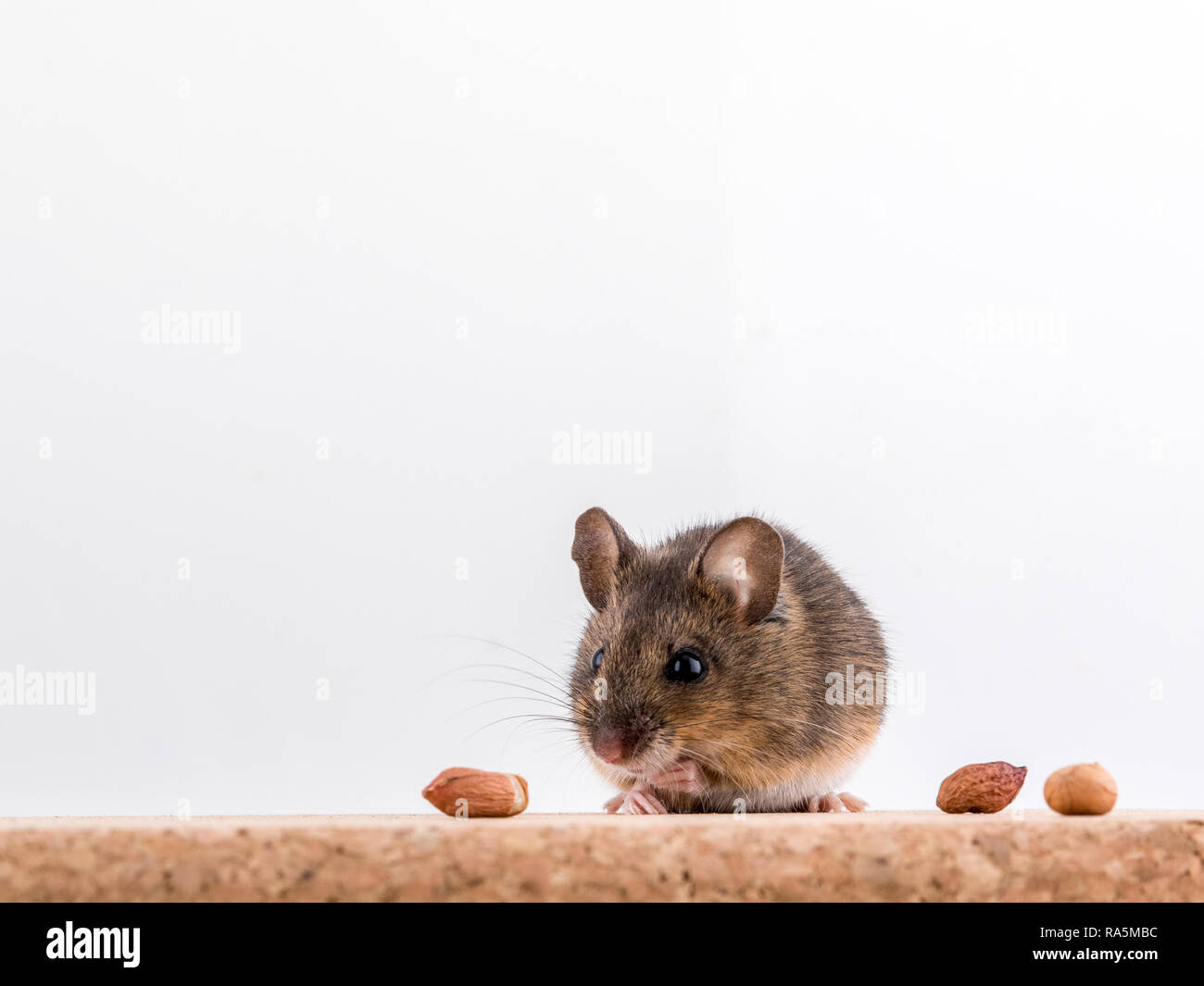 Side view of a wood mouse, Apodemus sylvaticus, sitting on a cork brick ...